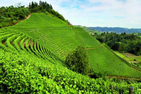 Wine Industry | Nova Rotors Srl